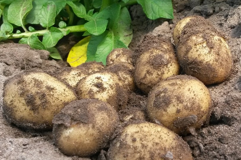 Program for digital Potet 2021 - Grønt Fagsenter